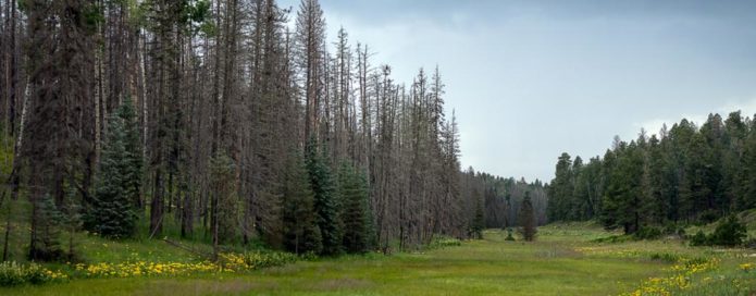 Coronado Trail National Scenic Byway - Greenlee Arizona Tourism